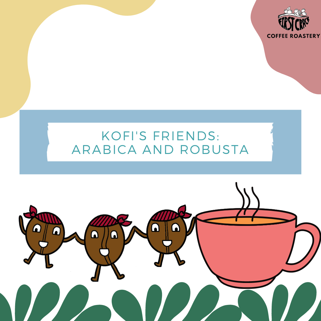 Kofi's Friends: Arabica and Robusta – First Crack Coffee Roastery